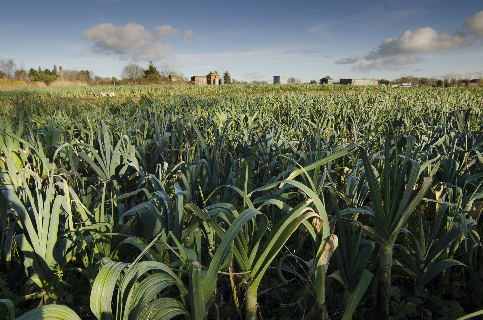 Entrepreneurs in Maulden are busy and successful - Maulden Village